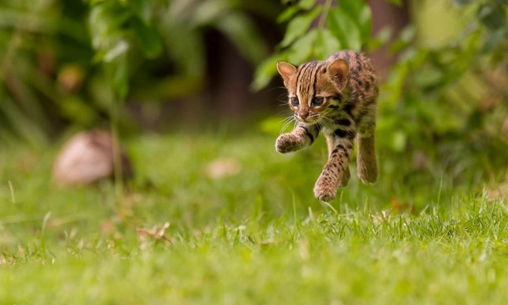 Protecting Taiwan’s Endangered Leopard Cats - Wild Cats Magazine